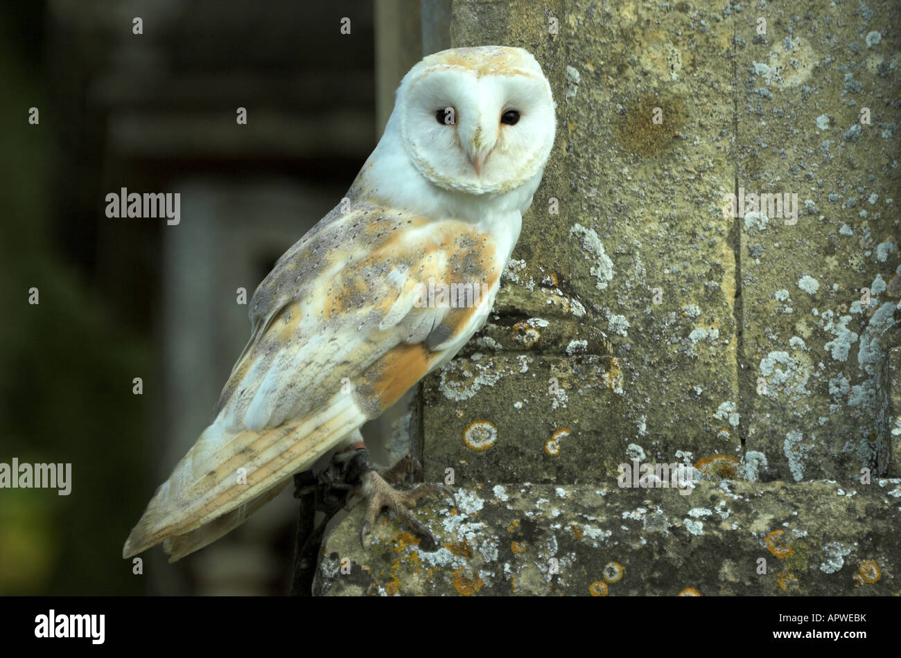 Barn Owl - Tyto Alba - perched on a ledge of an old English church ...