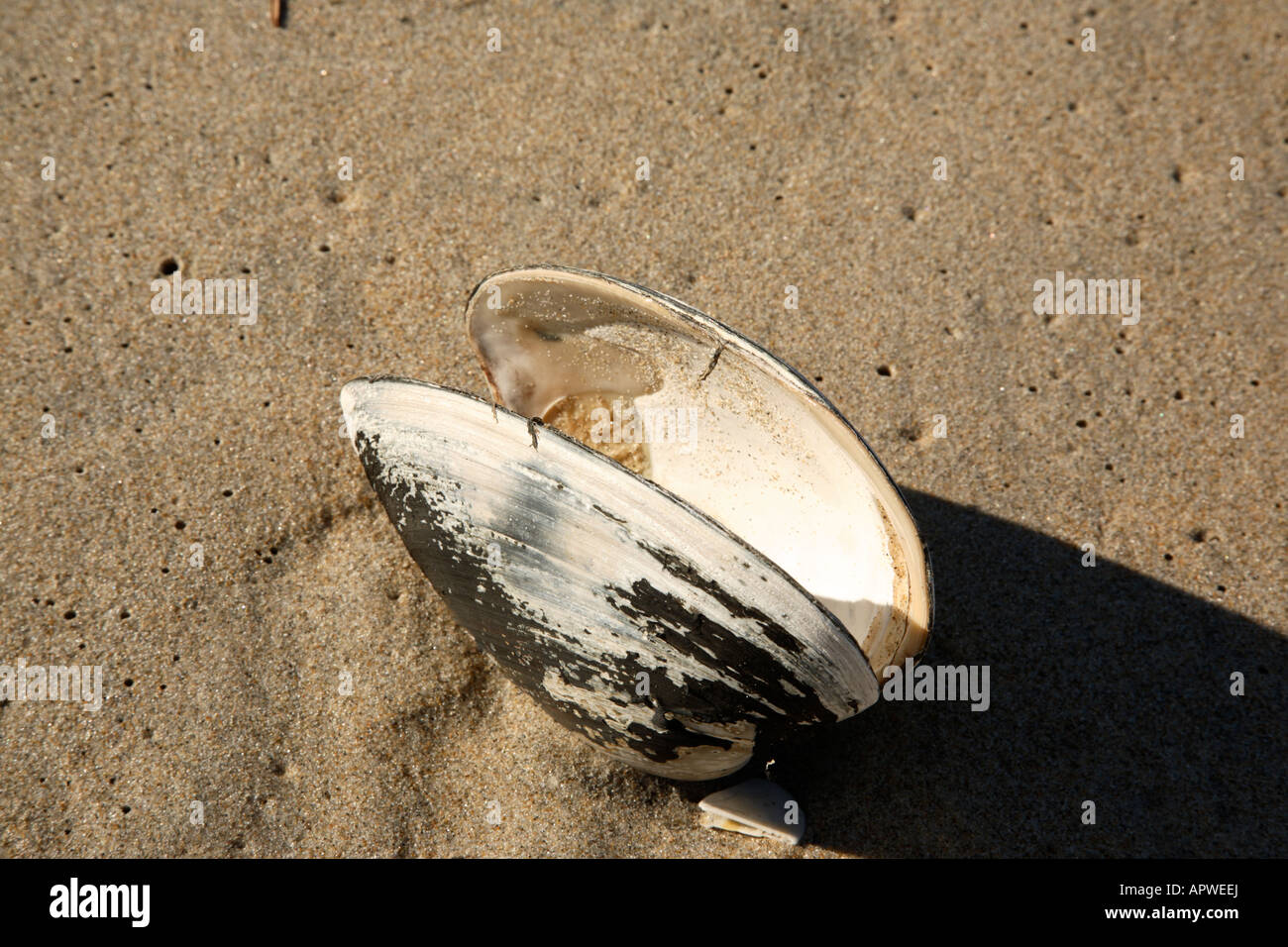 shell fragile sea side Stock Photo - Alamy