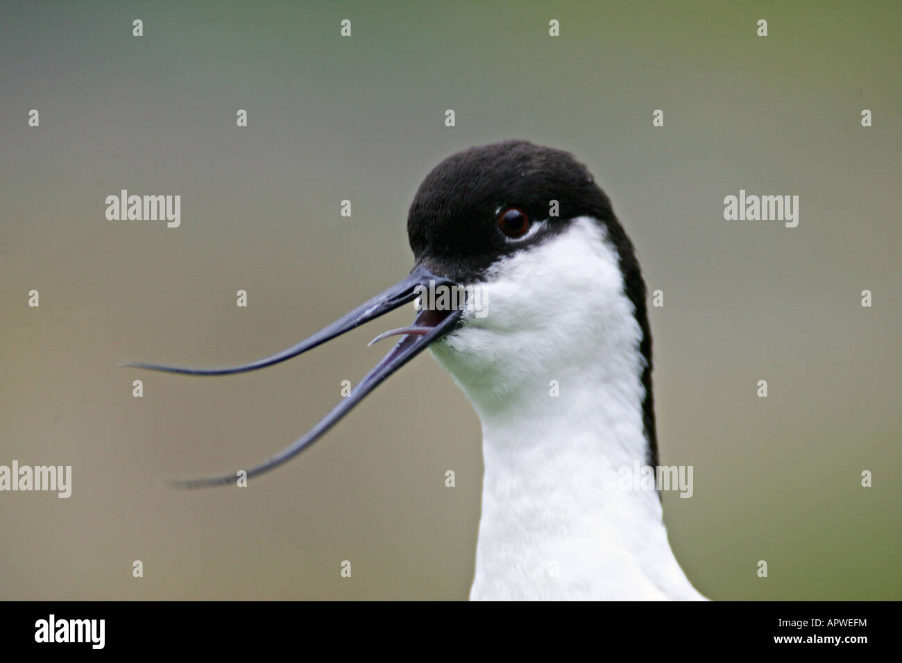 Avocet animal body hi-res stock photography and images - Alamy