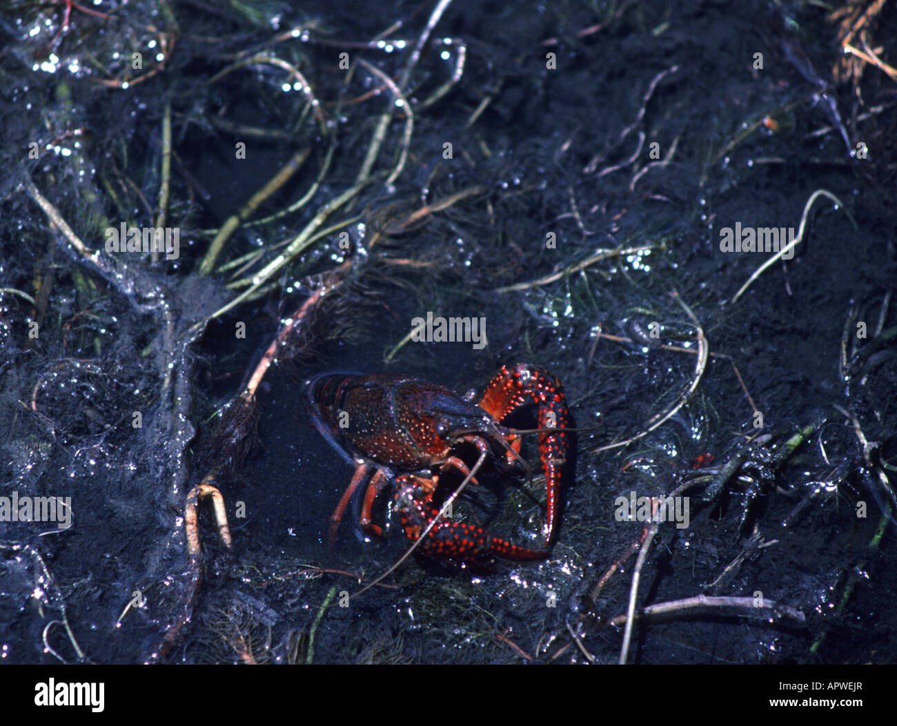 freshwater crustacean crayfish crawfish crawdad in pond being drained ...