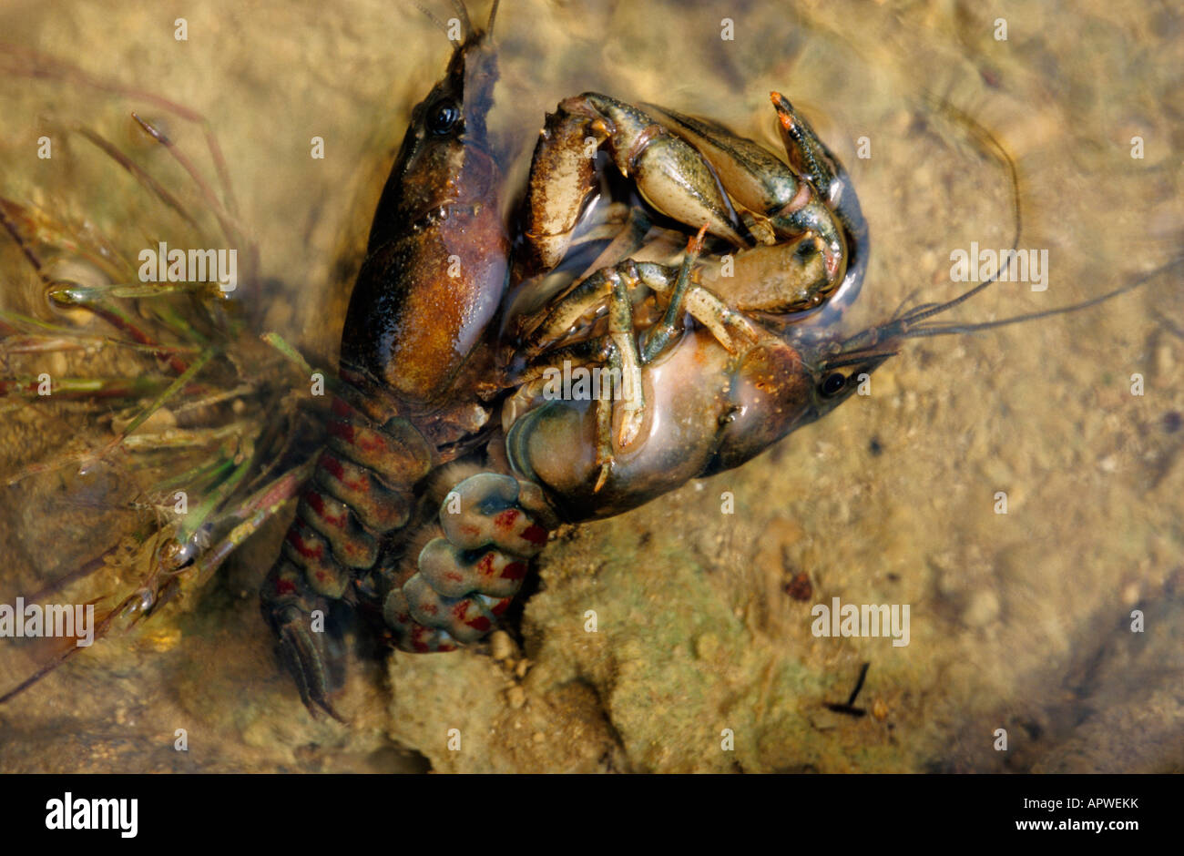 accouplement d ecrevisse americaine Amerikanischer Flusskrebs American ...