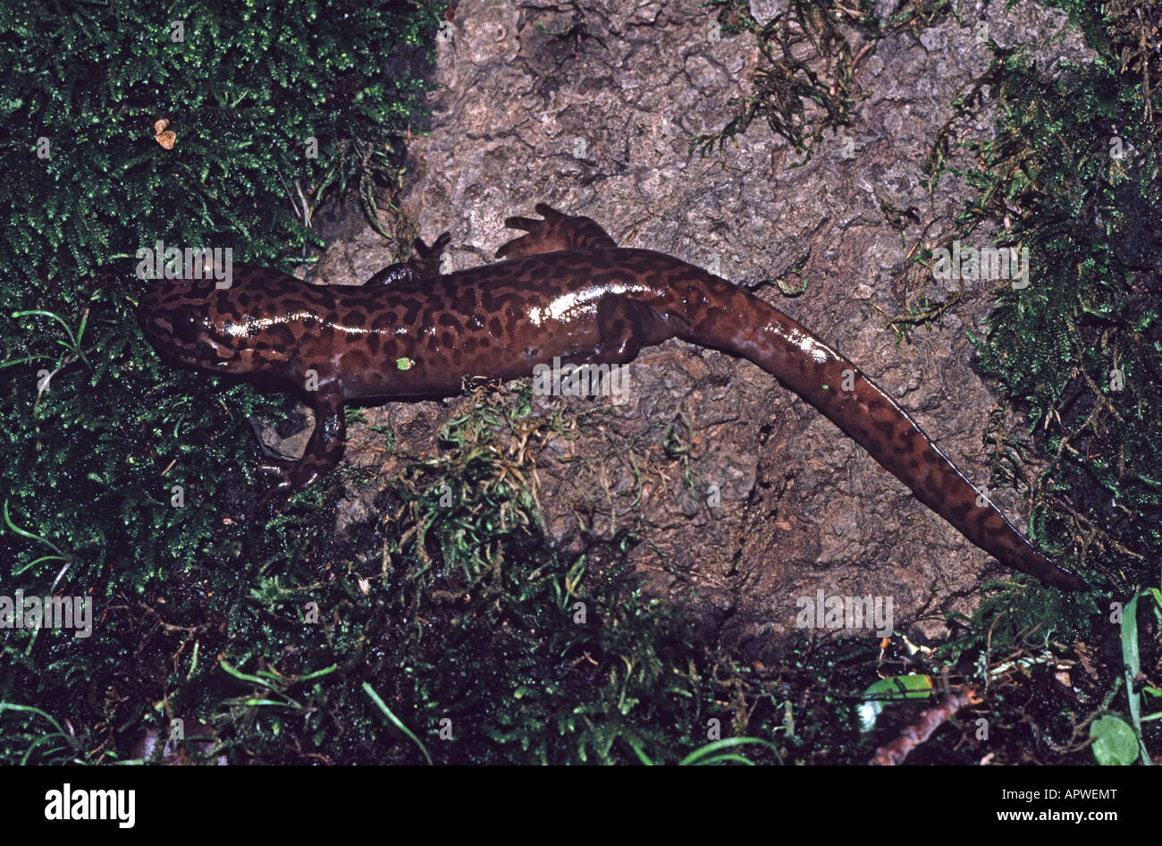 Pacific Giant salamander Dicamptodon enatus in Monte Bello Open Space ...