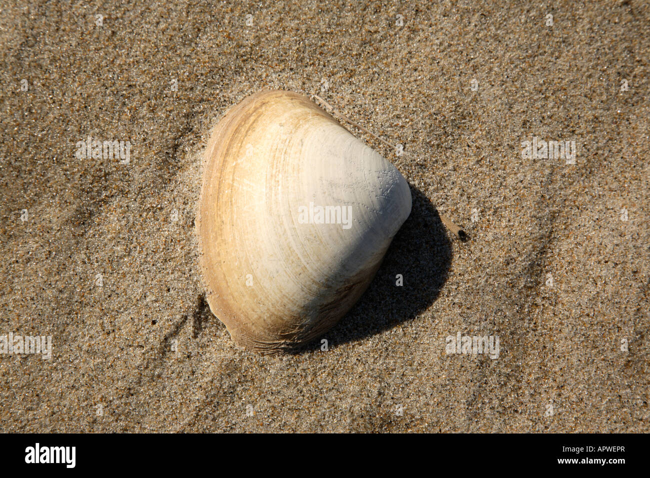 shell fragile sea side Stock Photo - Alamy