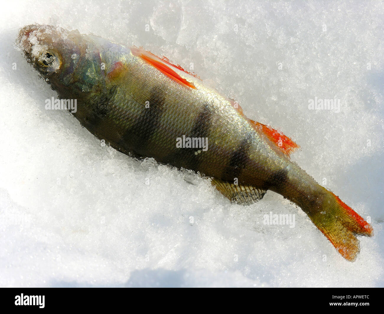 Ice fishing in Ural Mountains Russia Stock Photo - Alamy