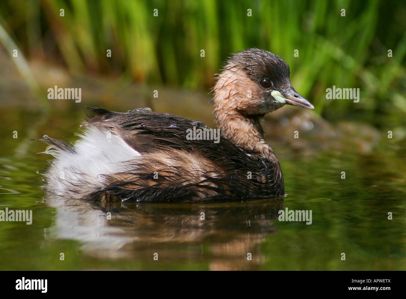 Smallest grebe hi-res stock photography and images - Alamy