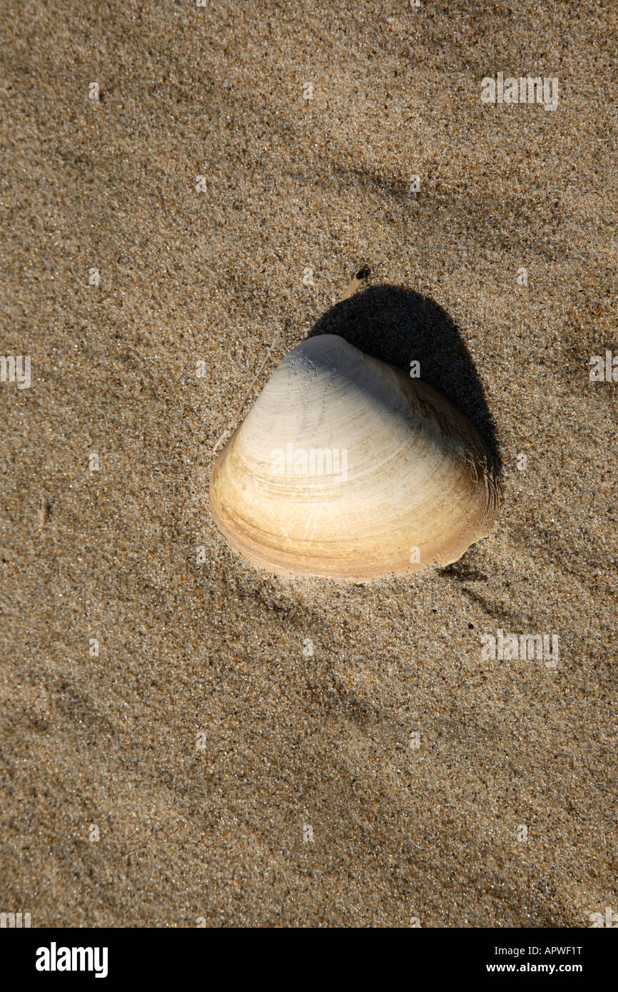Massachusetts plum island birds hi-res stock photography and images - Alamy