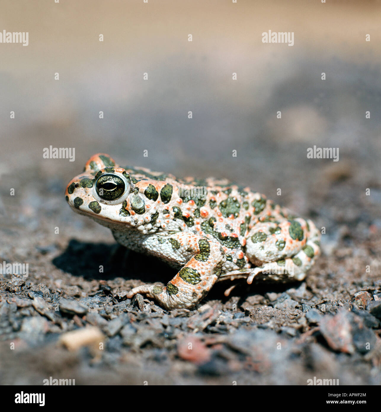 Amphibi hi-res stock photography and images - Alamy