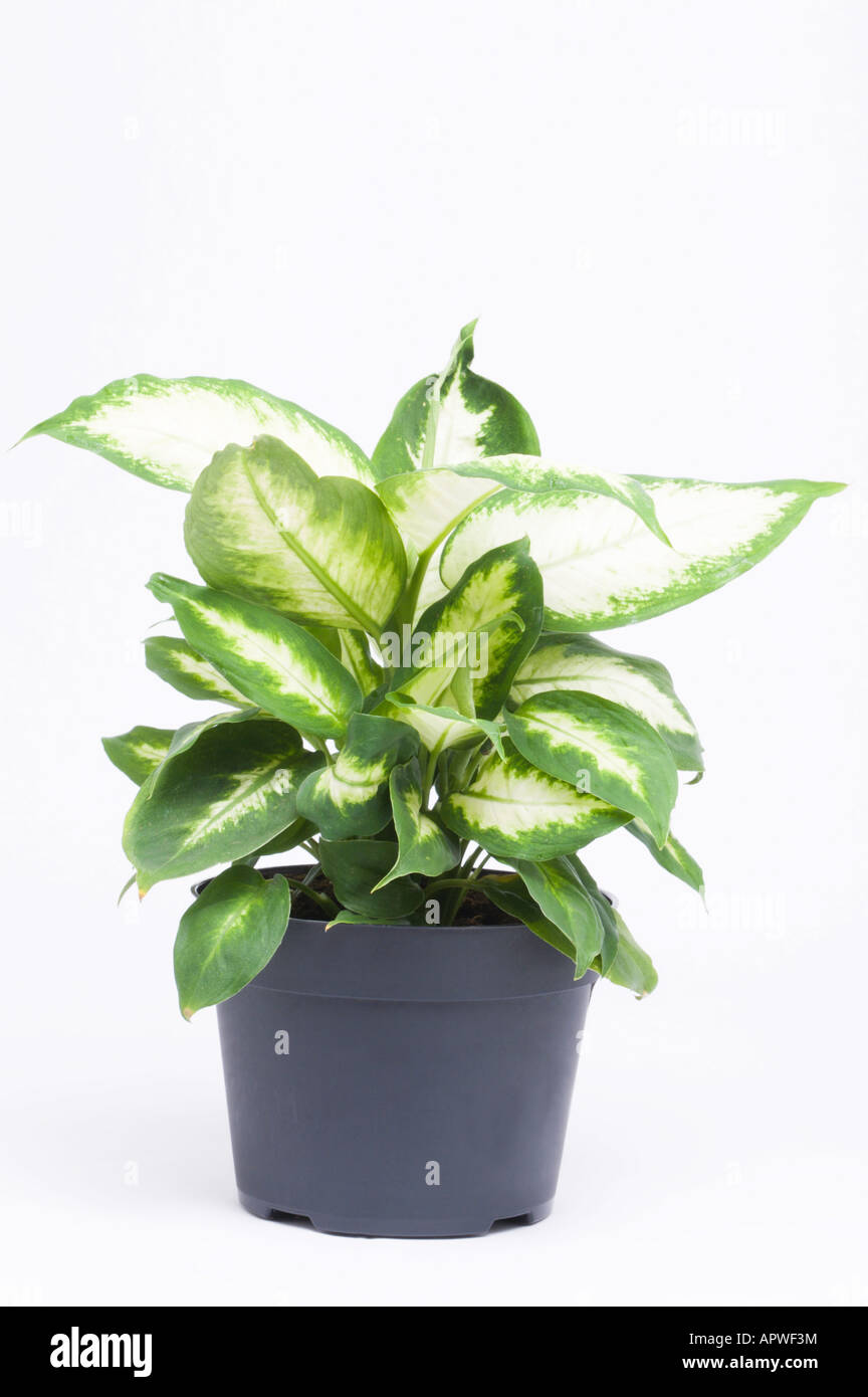 Variegated house plant Cut Out Stock Images & Pictures - Alamy
