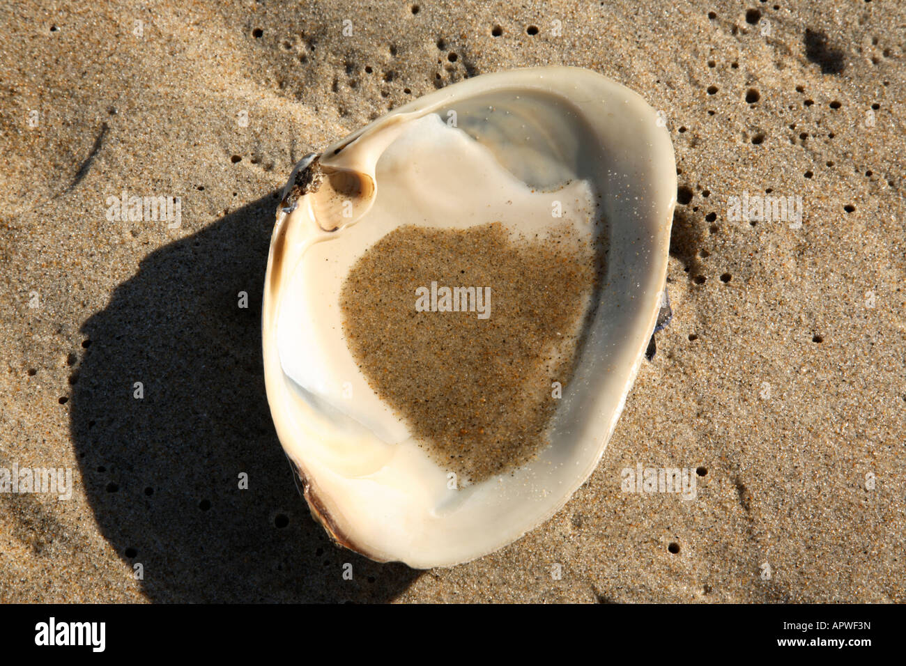 shell fragile sea side Stock Photo - Alamy