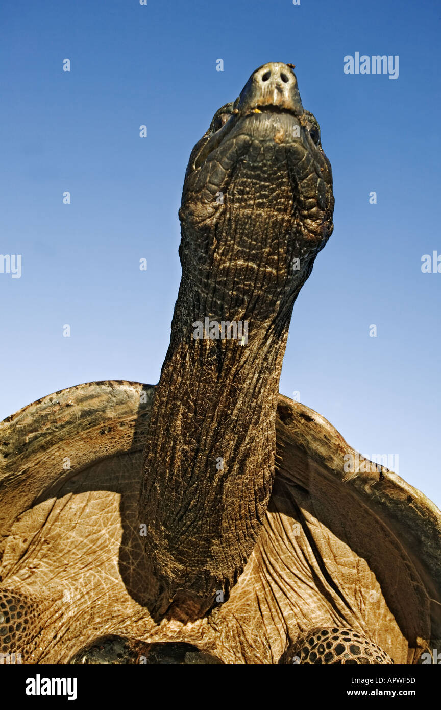 Giant tortoise Geochelone gigantea Vulnerable species Close up of face ...
