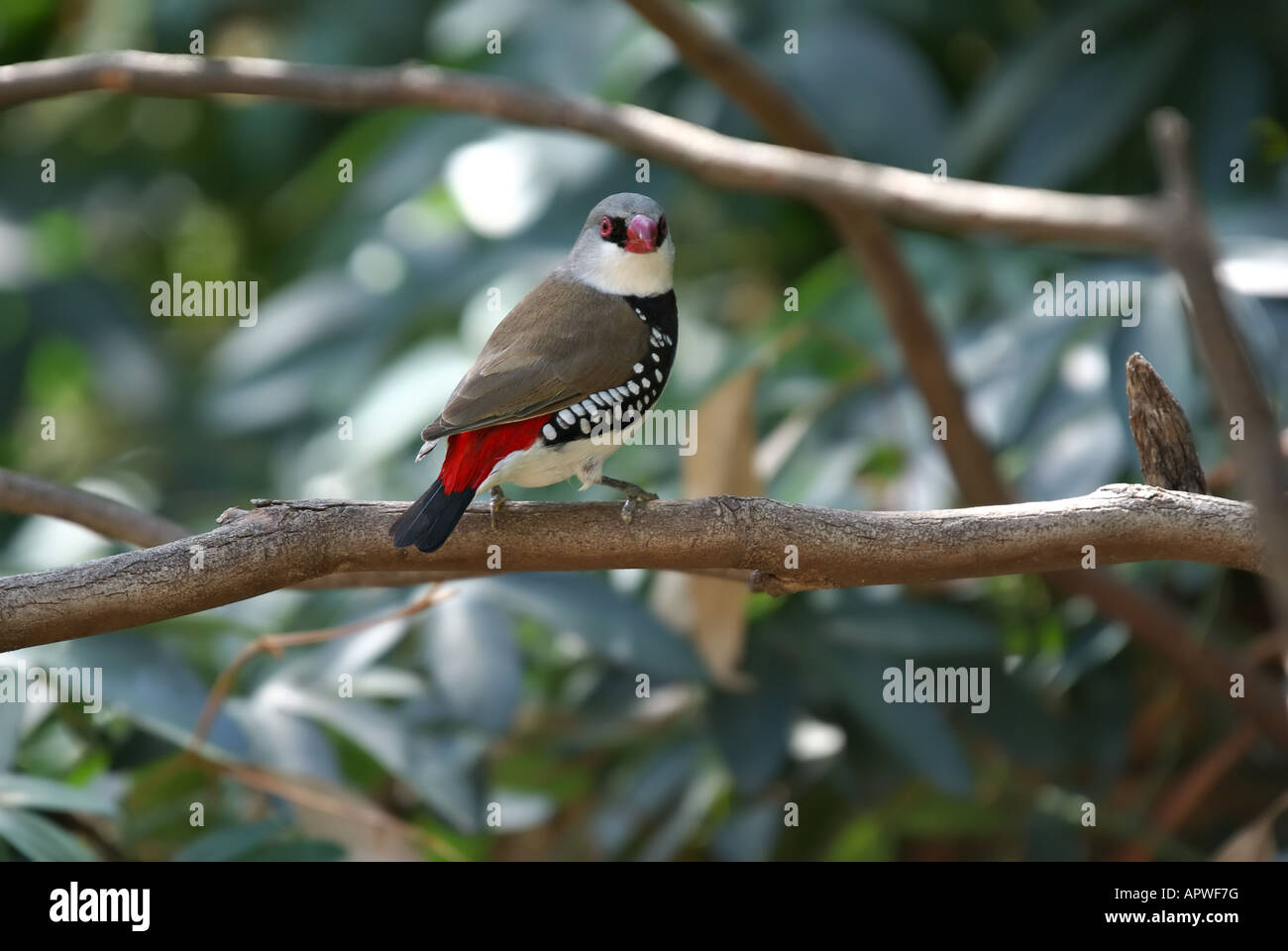 a rare and endangered diamond firetail finch sits on a branch Stock ...