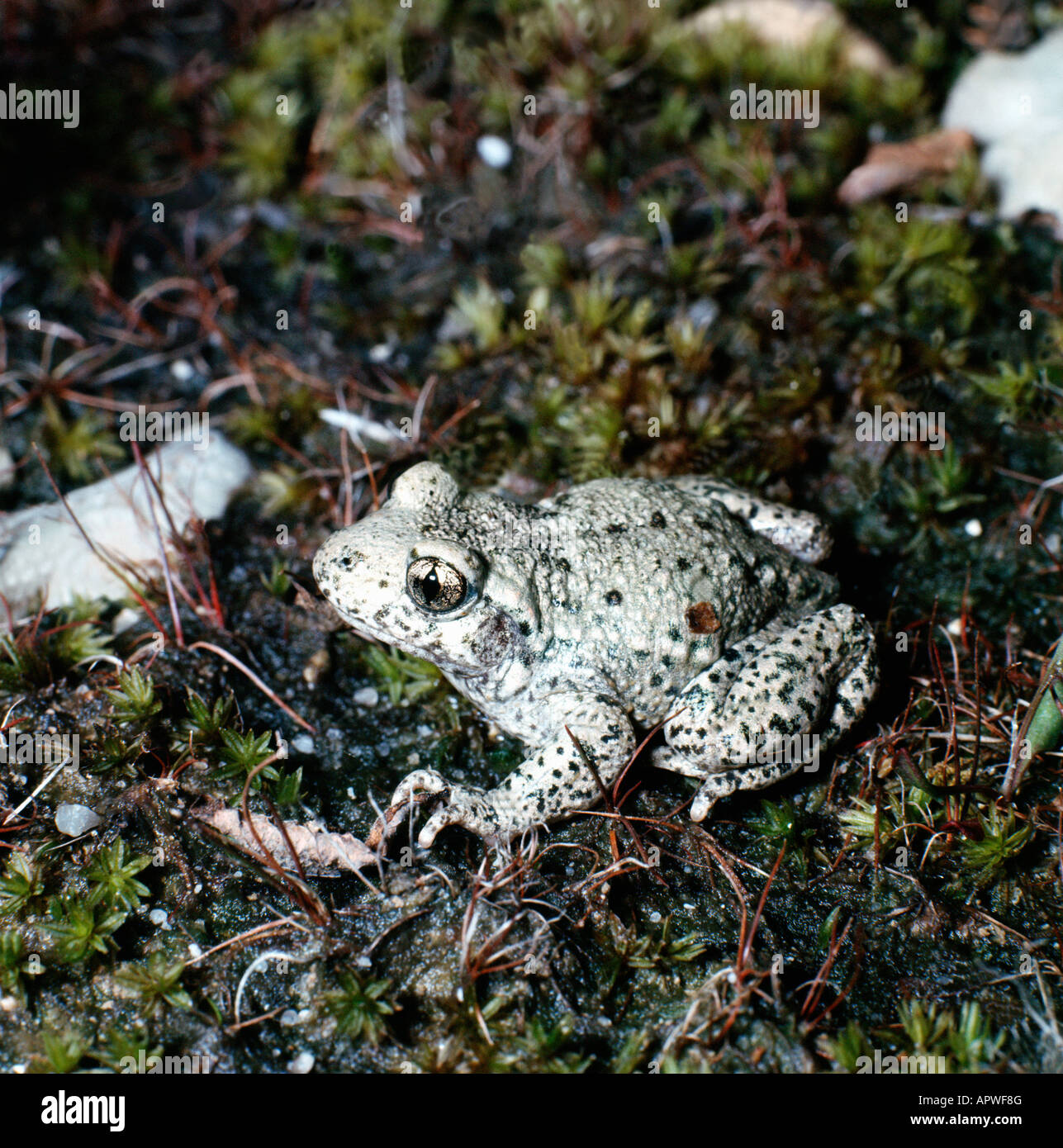crapaud alyte Geburtshelferkroete Midwife Toad Alytes obstetricans ...
