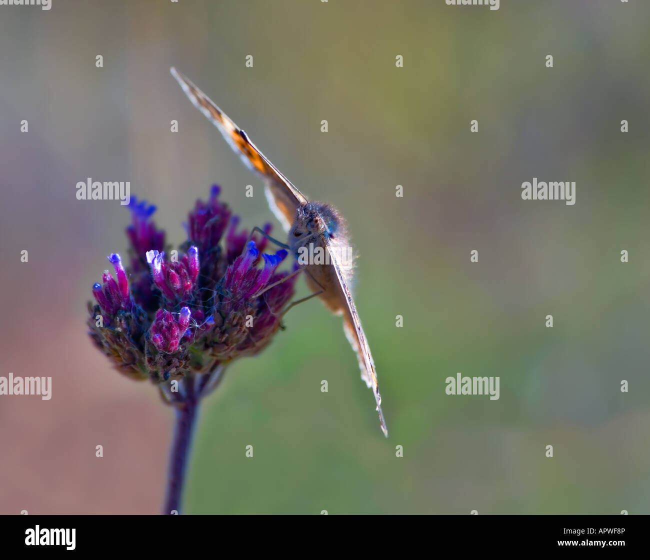 Butterfly moth on flower hi-res stock photography and images - Alamy