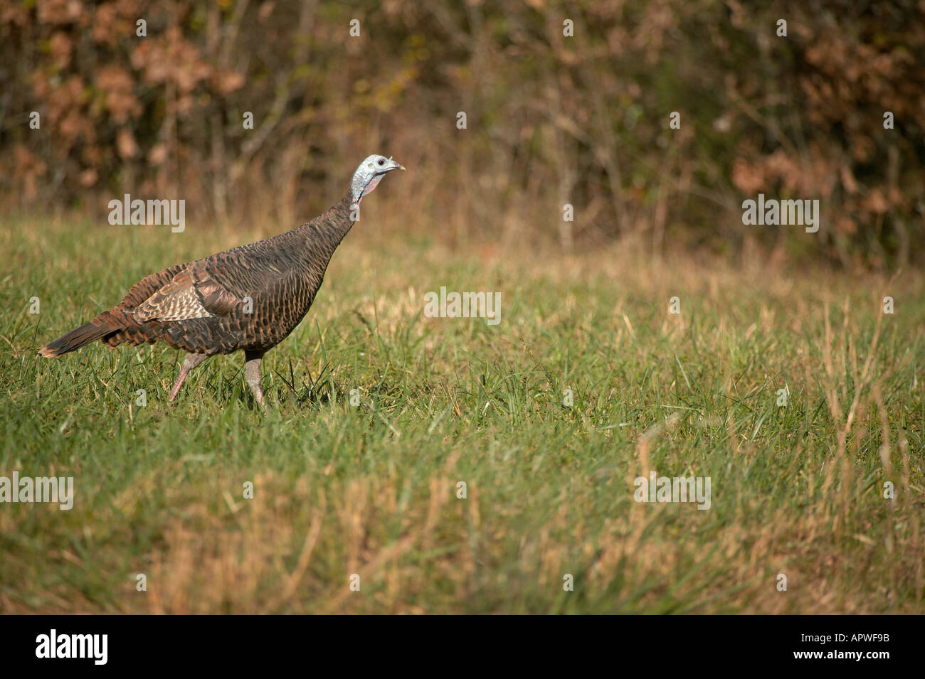 Wild Turkey Tennessee Stock Photo - Alamy