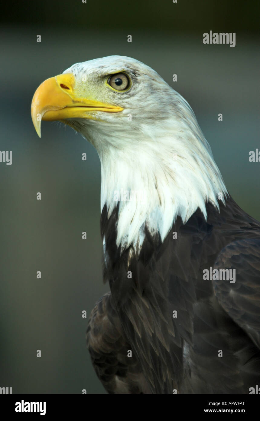 Bald Eagle Headshot Stock Photo - Alamy