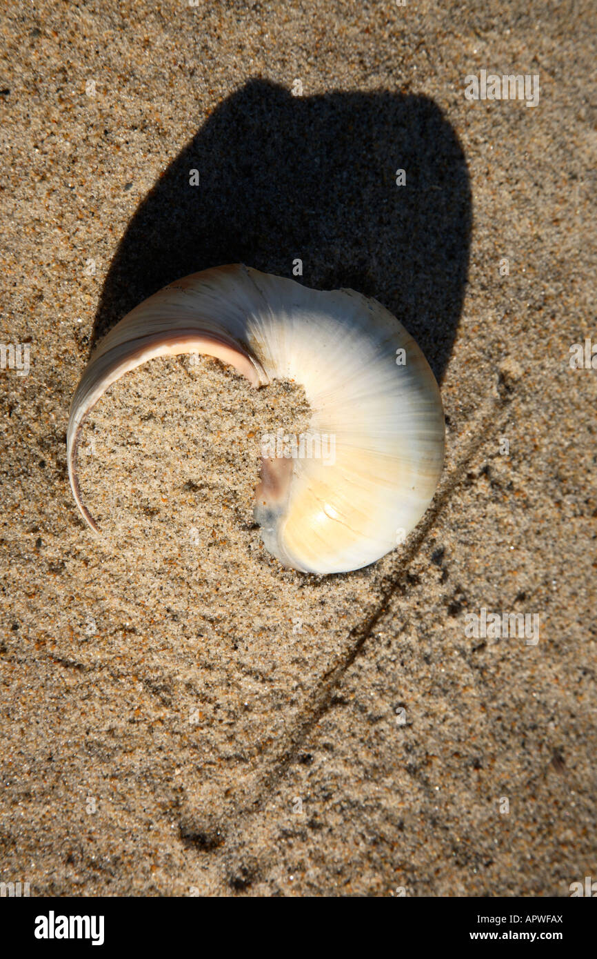 shell fragile sea side Stock Photo - Alamy