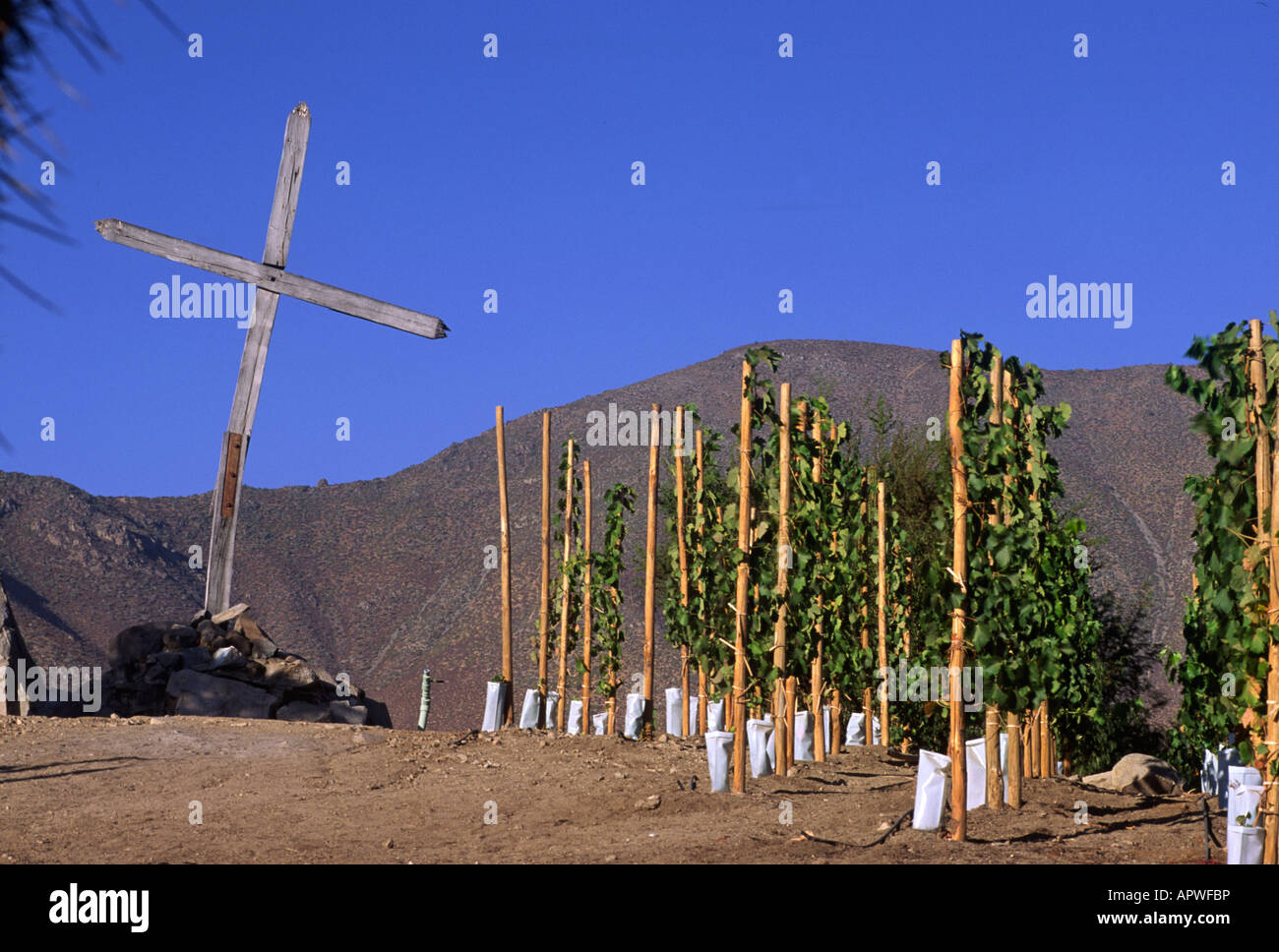 cross in a vineyard chile Stock Photo - Alamy