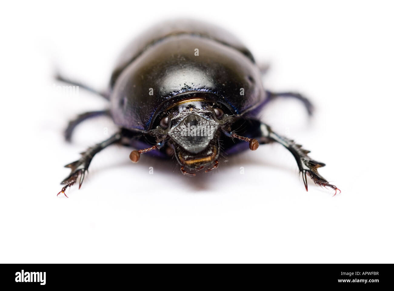 Dung beetle Cut Out Stock Images & Pictures - Alamy