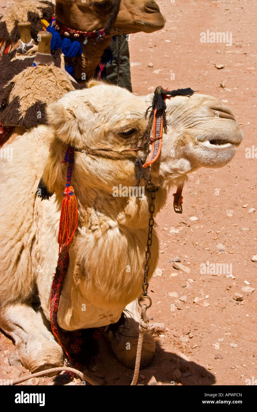 Camel in Lost City of Petra in Jordan AH0018 Stock Photo - Alamy