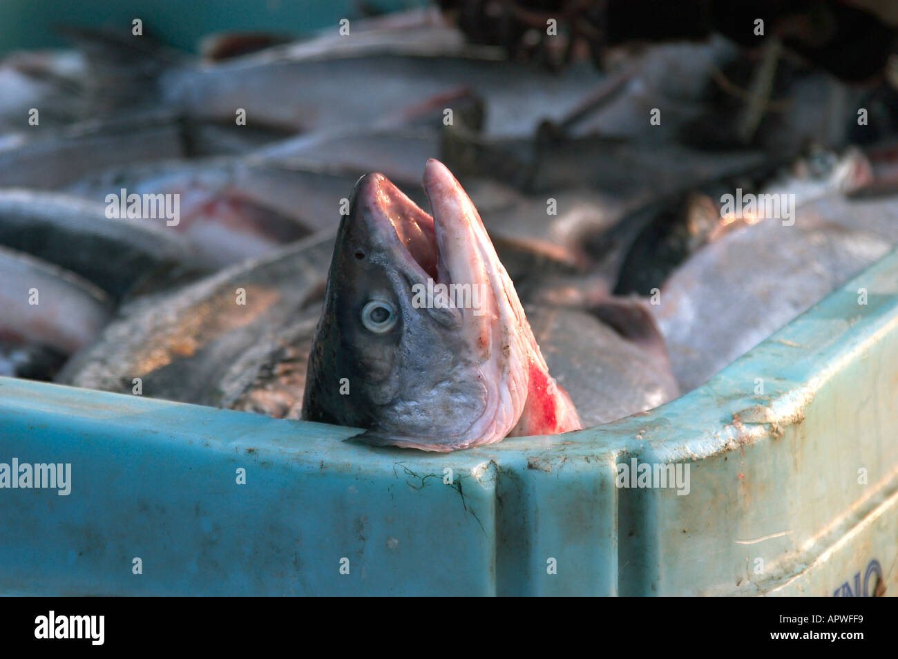 packing fish Alaska Stock Photo - Alamy