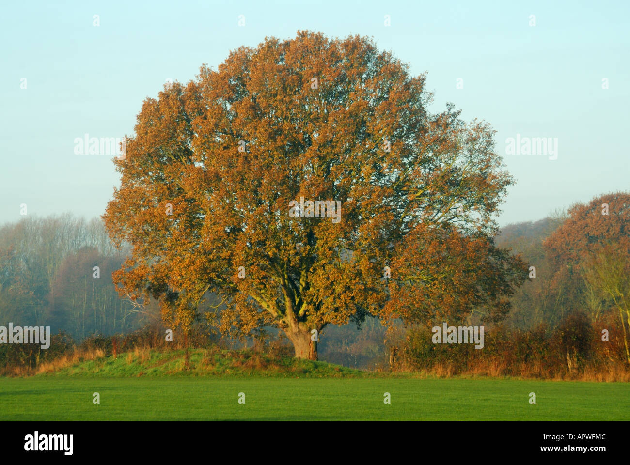 Autumn colours on large mature English oak tree in countryside ...
