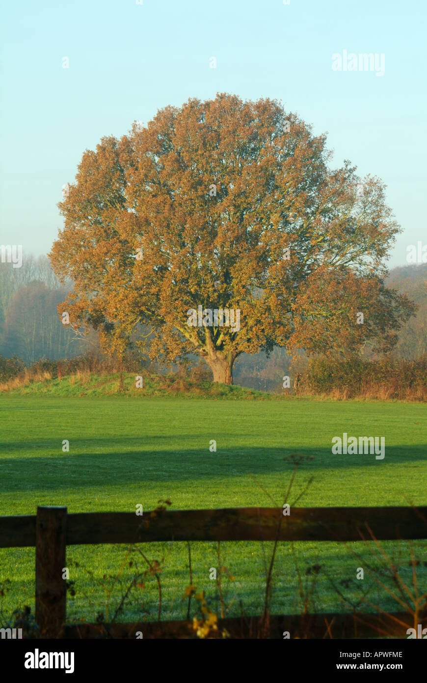Leaves fall essex tree hi-res stock photography and images - Alamy