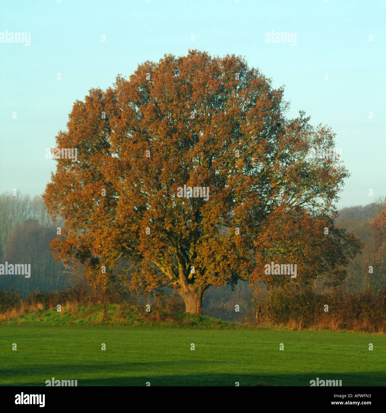 Sunshine on English autumn countryside landscape autumnal colours on ...