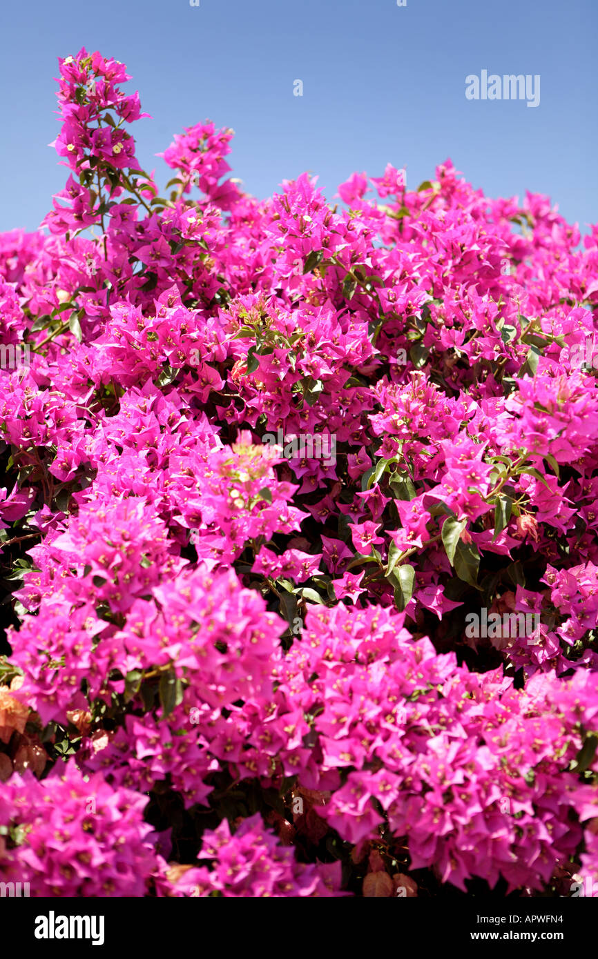 Bougainvillea Purple Flower, Gozo Flora, Malta Stock Photo - Alamy