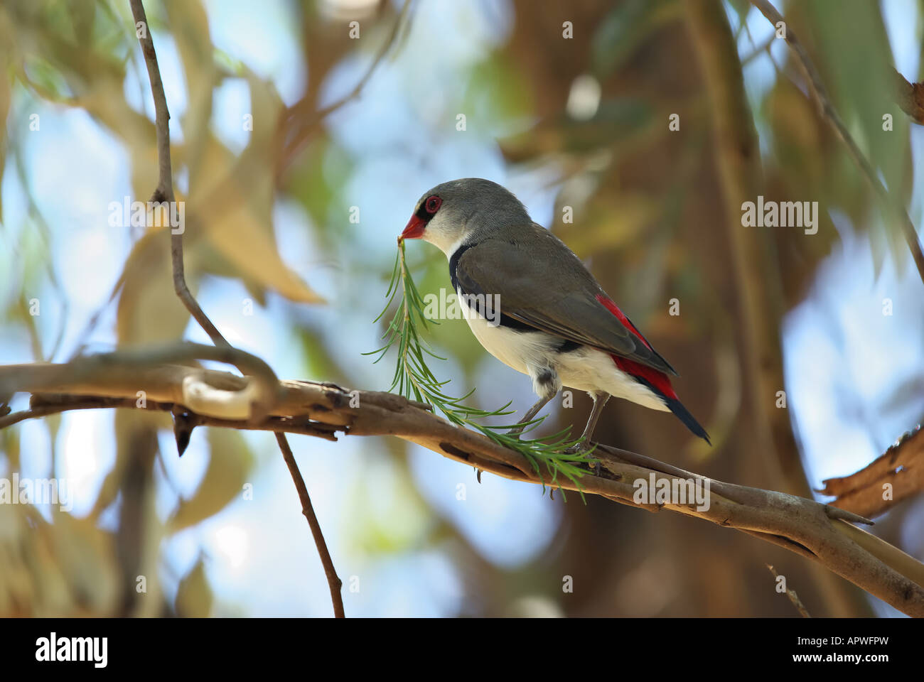 a rare and endangered diamond firetail collecting nesting materials ...