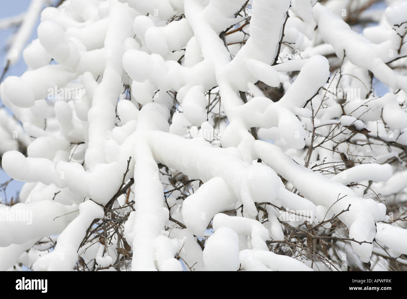 Frozen tree branches Stock Photo - Alamy