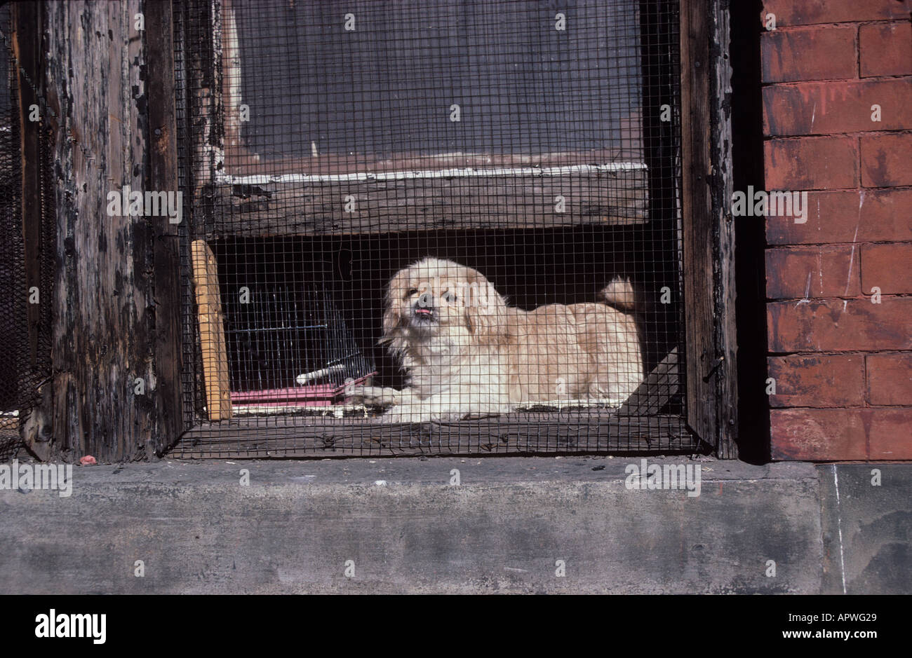 DOG IN WINDOW Stock Photo - Alamy