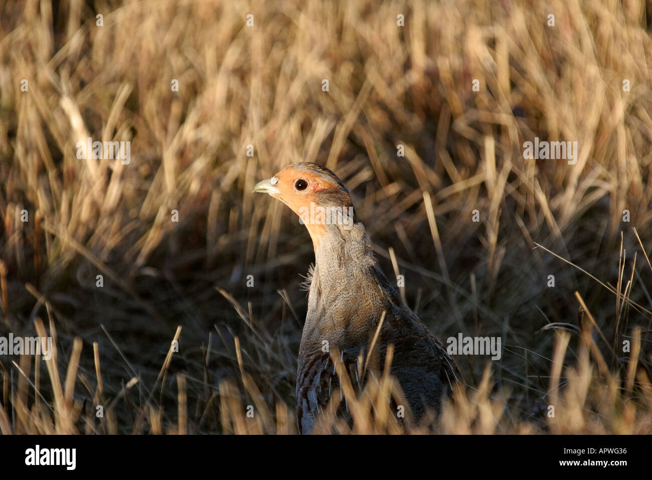 Gray partridge images hi-res stock photography and images - Alamy