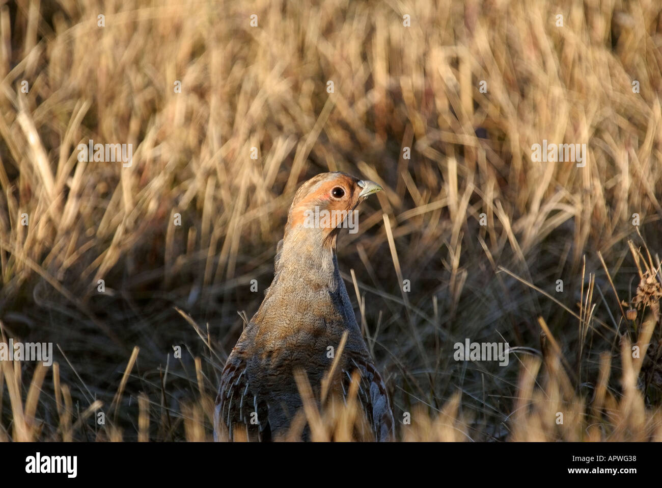 Gray partridge images hi-res stock photography and images - Alamy