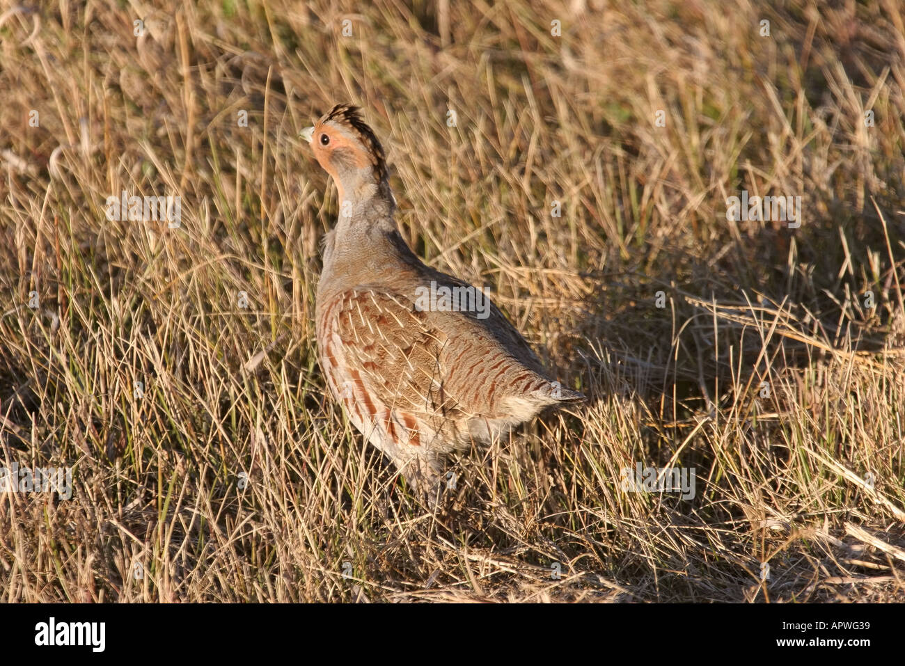 Gray partridge images hi-res stock photography and images - Alamy