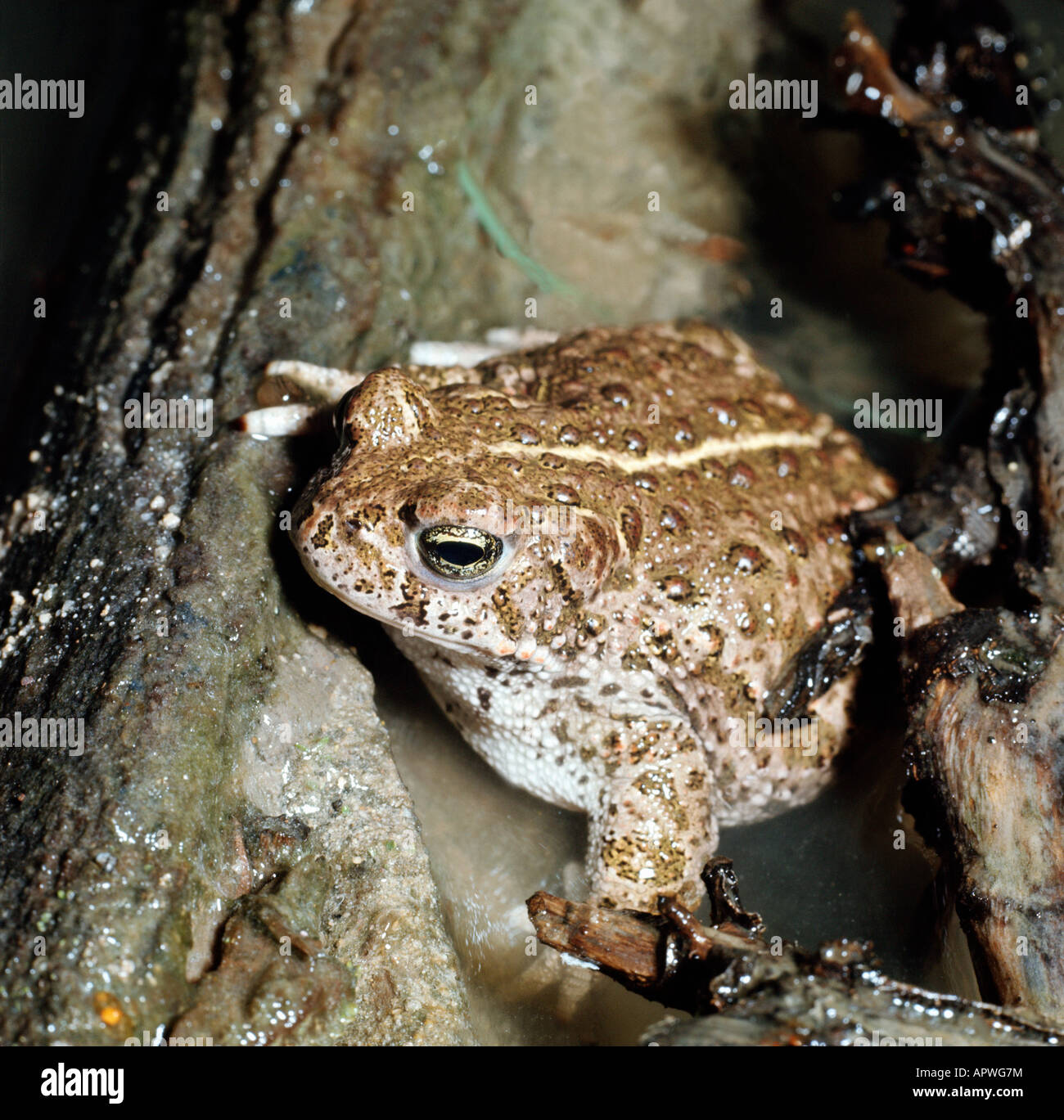 Class Amphibia Bufo