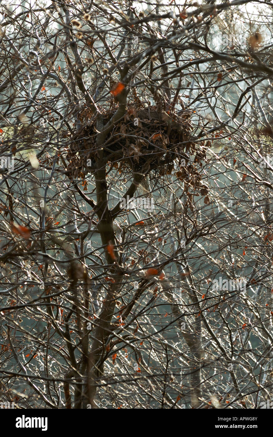 A Grey Squirrel s nest or drey in the top of a Beech tree, Wales, UK ...