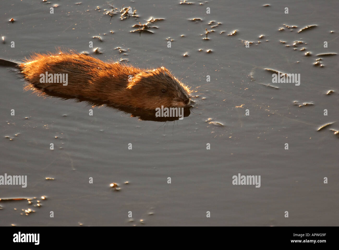 Young Muskrat Chicago Outdoors: Chicago River Muskrat, Lakefront