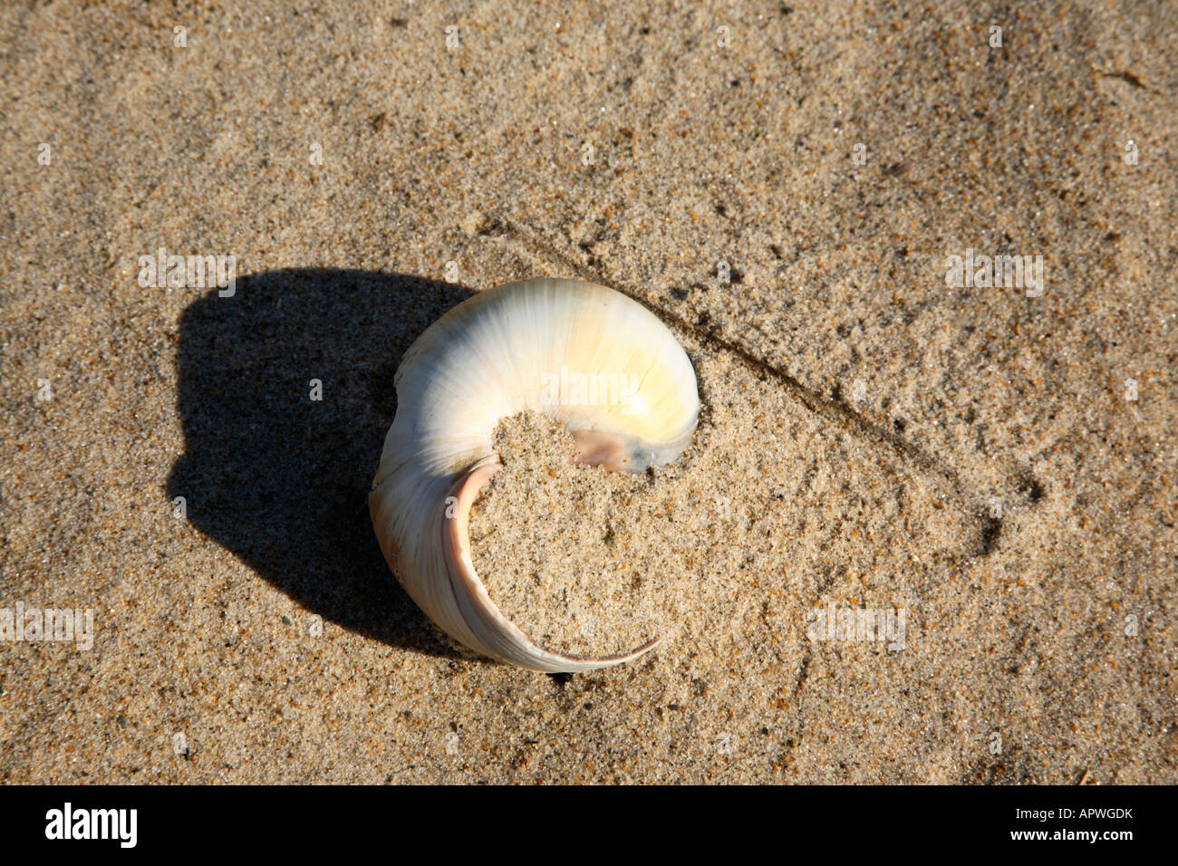shell fragile sea side Stock Photo - Alamy