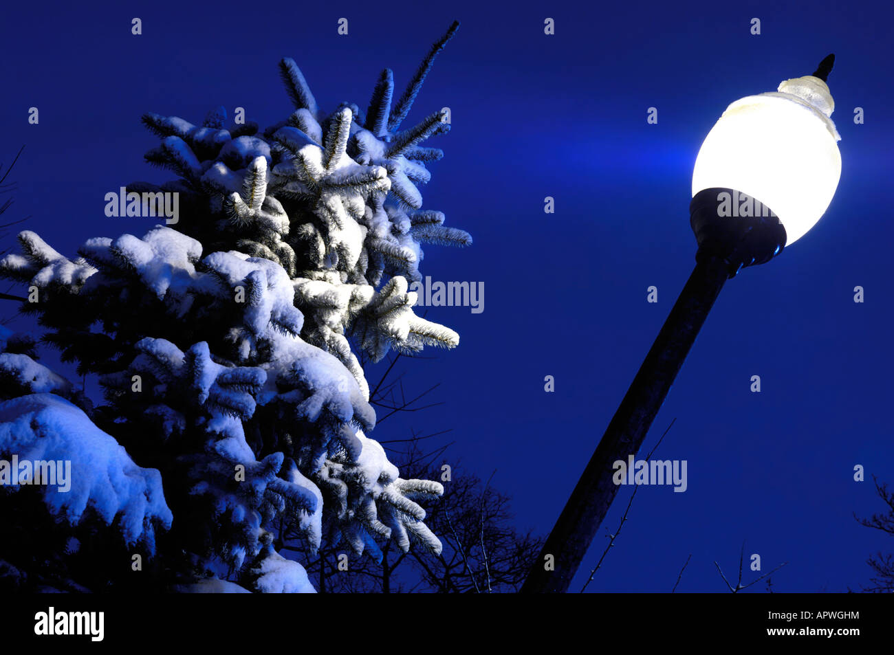 Fir tree snow illuminated hi-res stock photography and images - Alamy