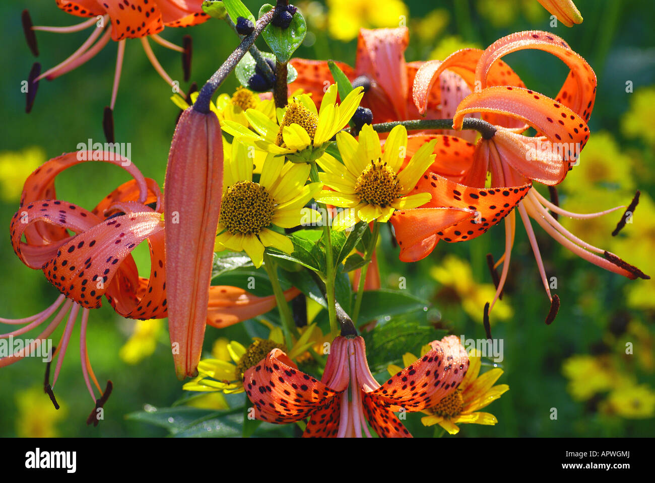 Turban Lily African Daisy Stock Photo - Alamy
