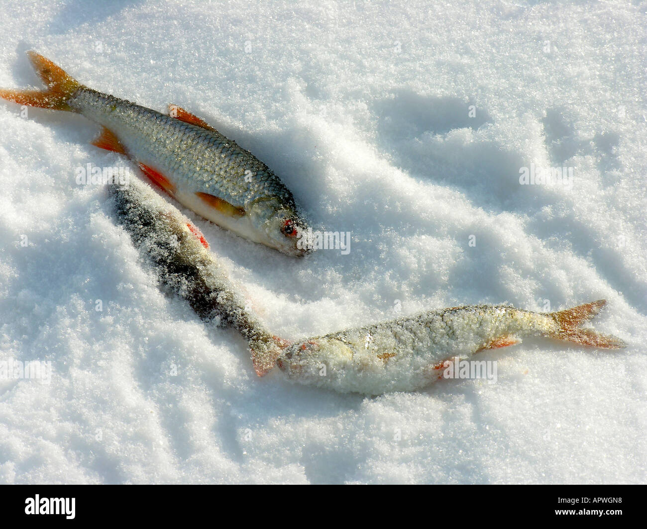 Ice fishing in Ural Mountains Russia Stock Photo - Alamy