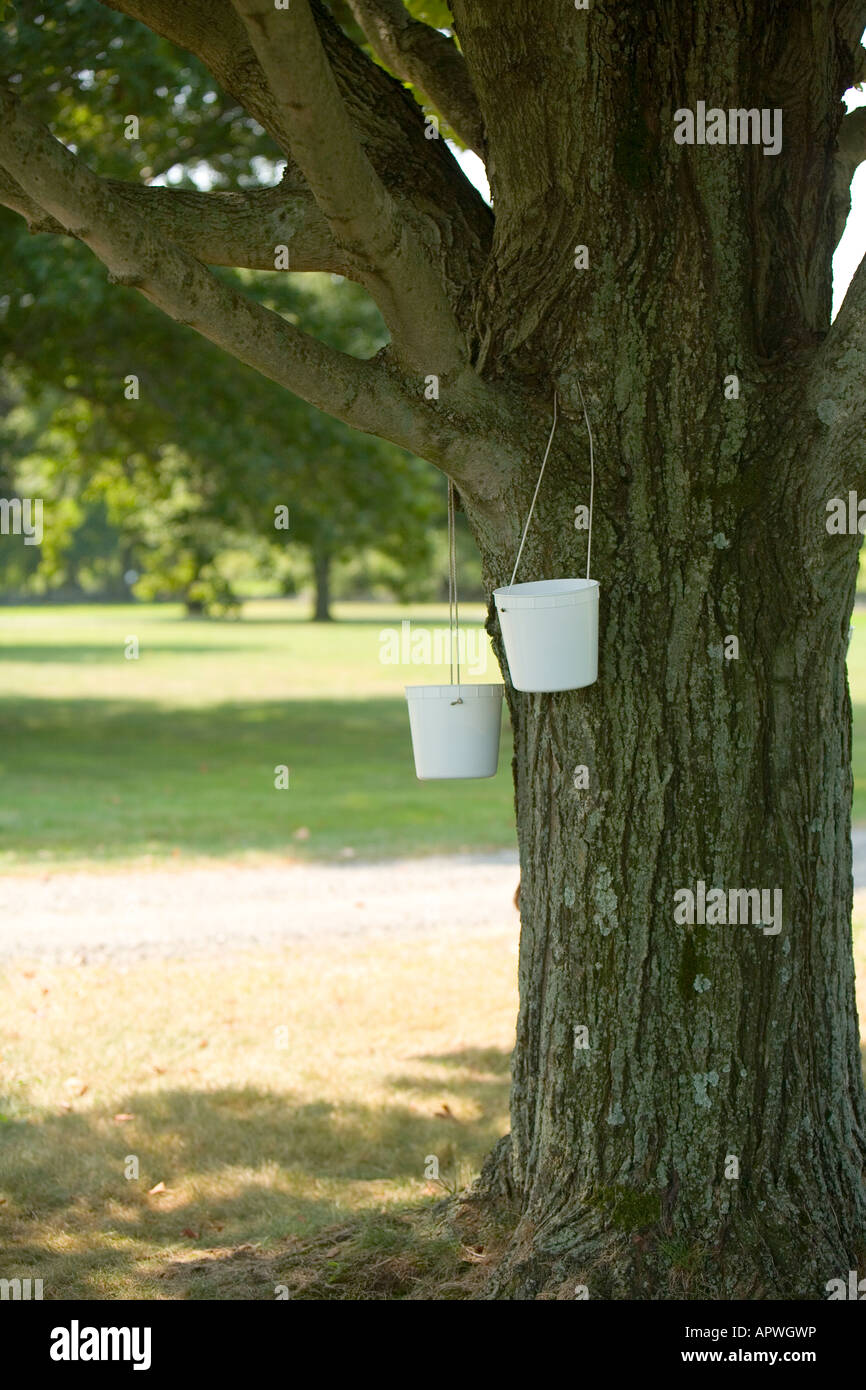 Vegetables for hanging baskets hi-res stock photography and images - Alamy