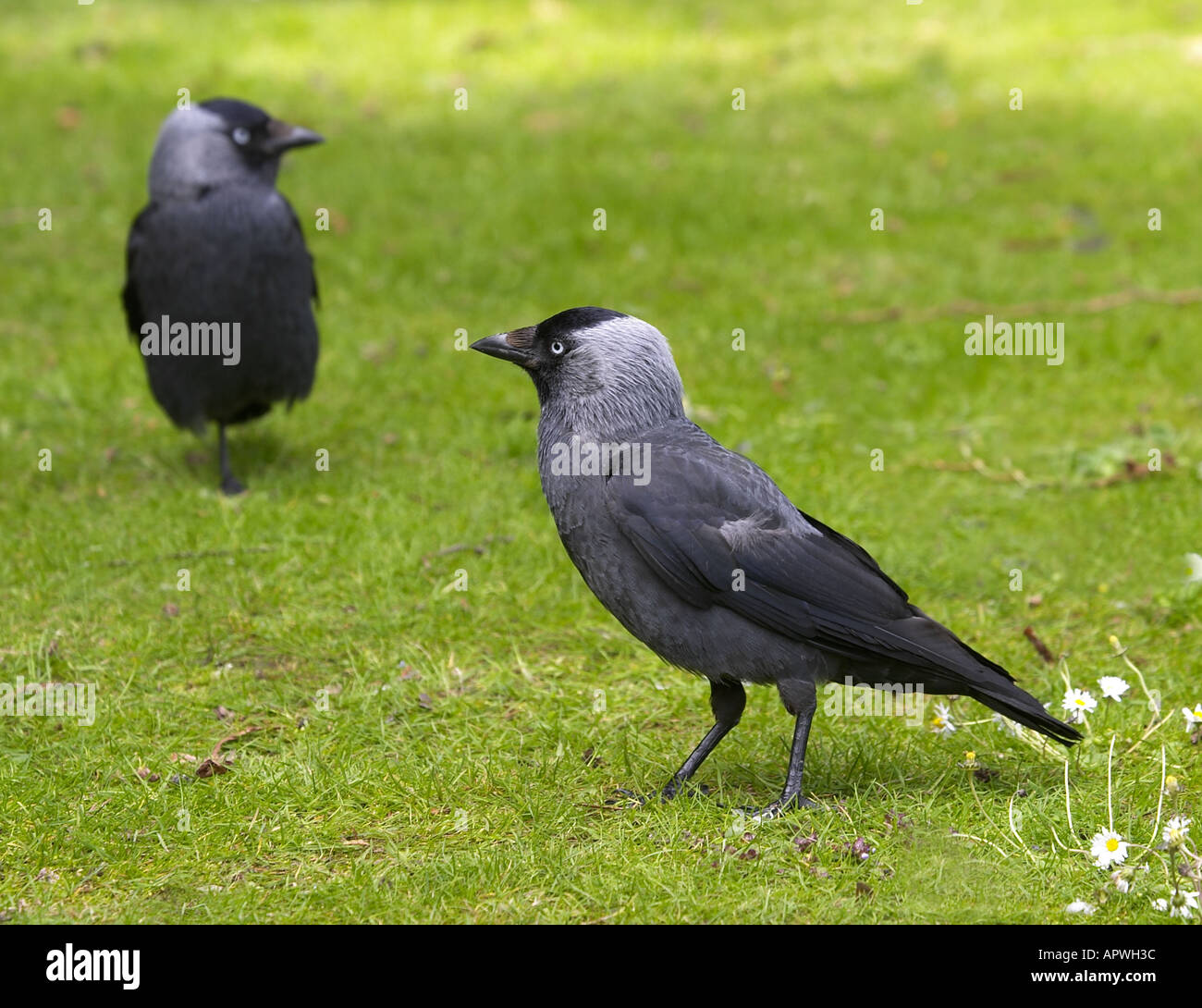 Pair of Jackdaws Corvus monedula Stock Photo - Alamy
