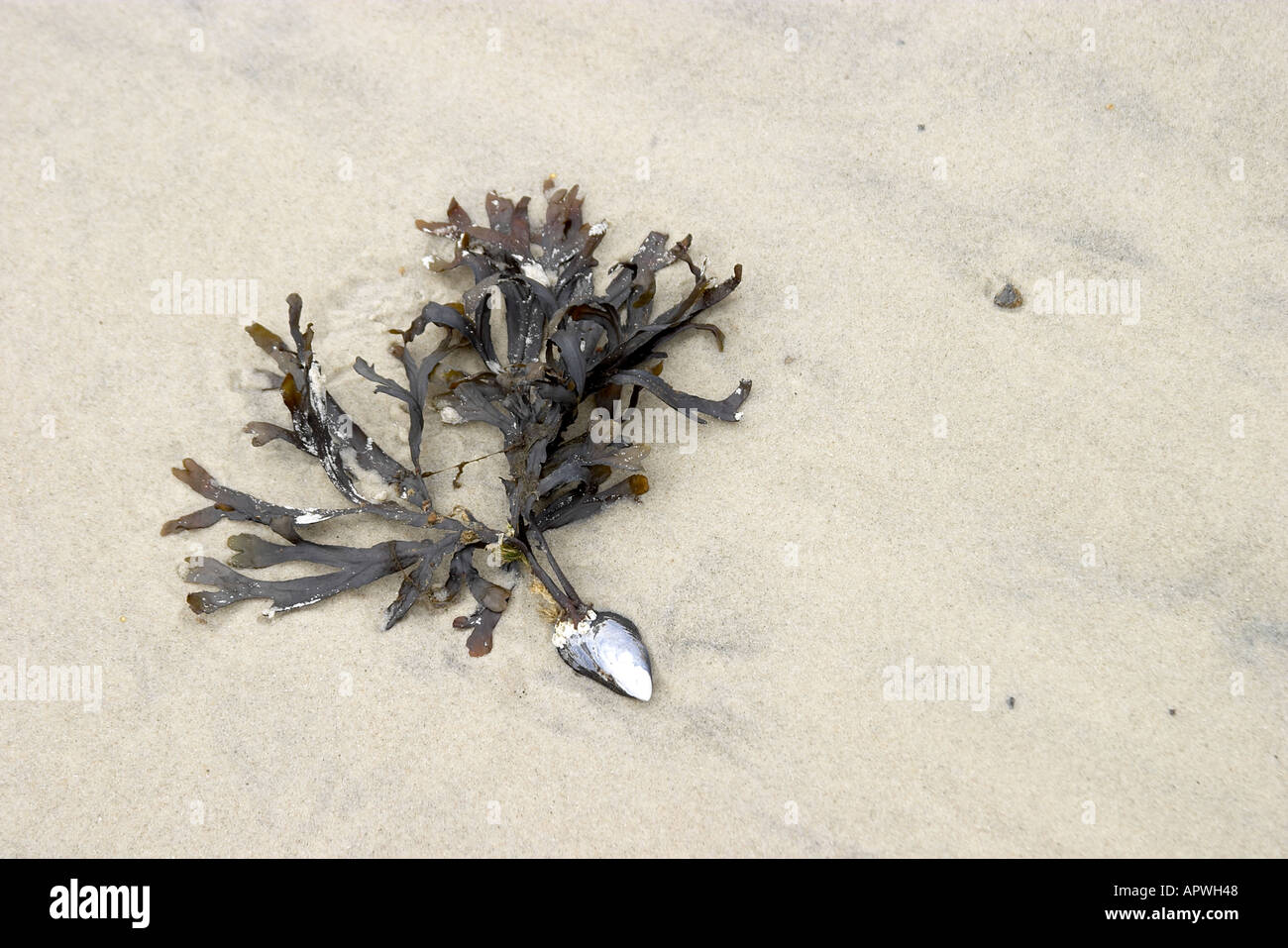 Seaweed sand shell hi-res stock photography and images - Alamy