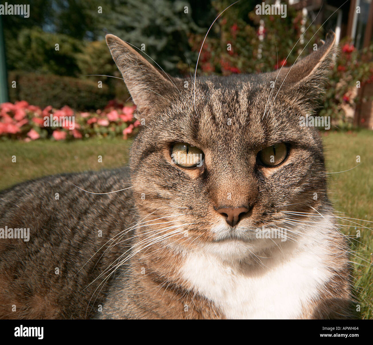 Wide angle portrait of tabby cat Stock Photo - Alamy
