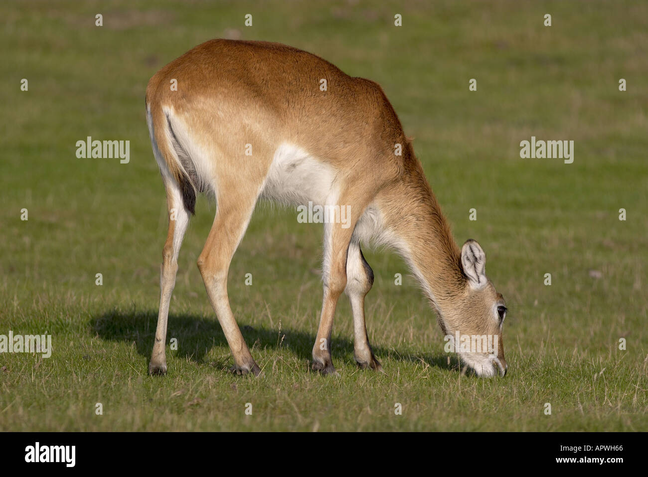 Female Lechwe grazing Stock Photo - Alamy