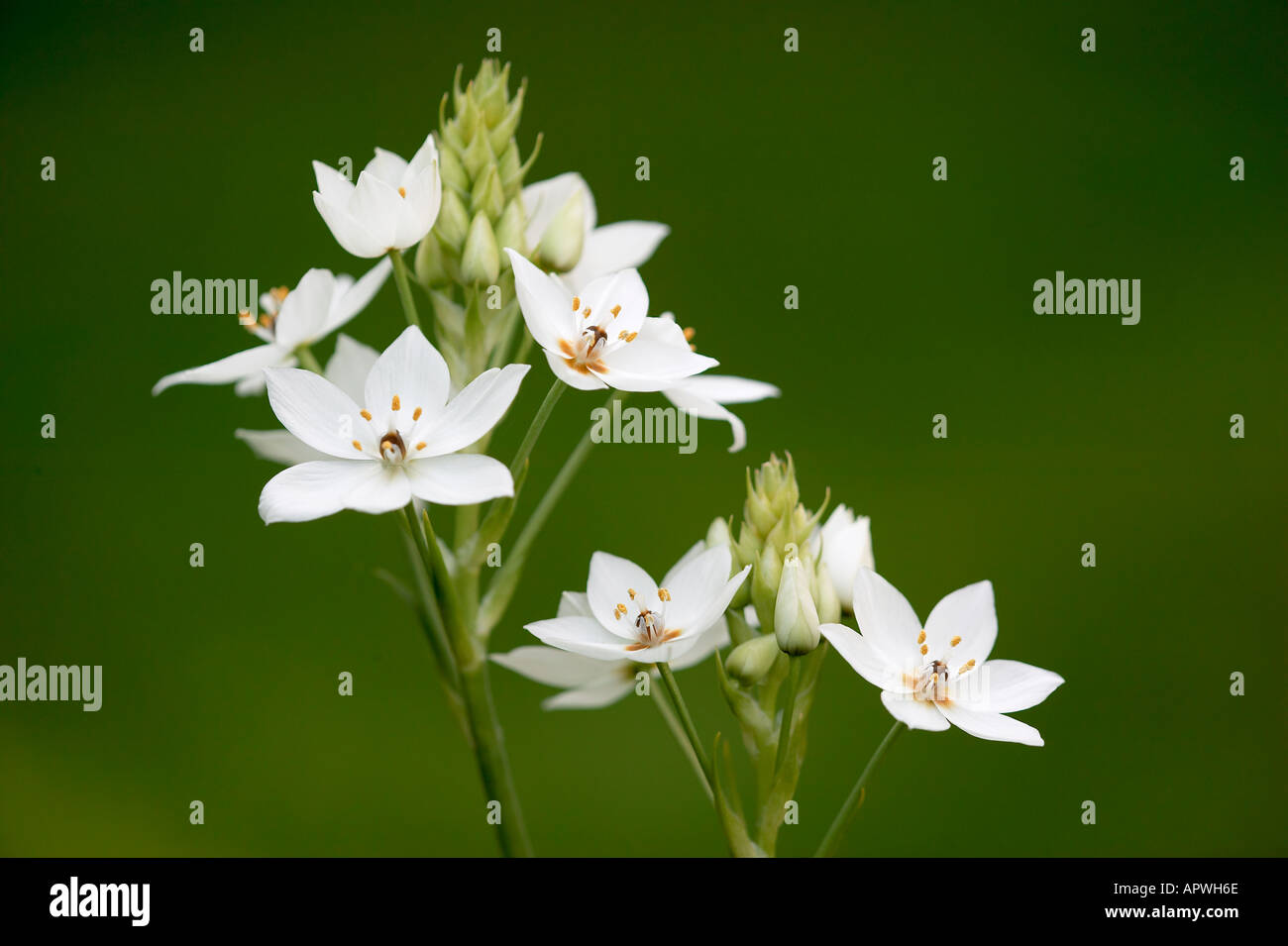 Ornithogalum thyrsoides White Chincherinchee flowers Stock Photo - Alamy