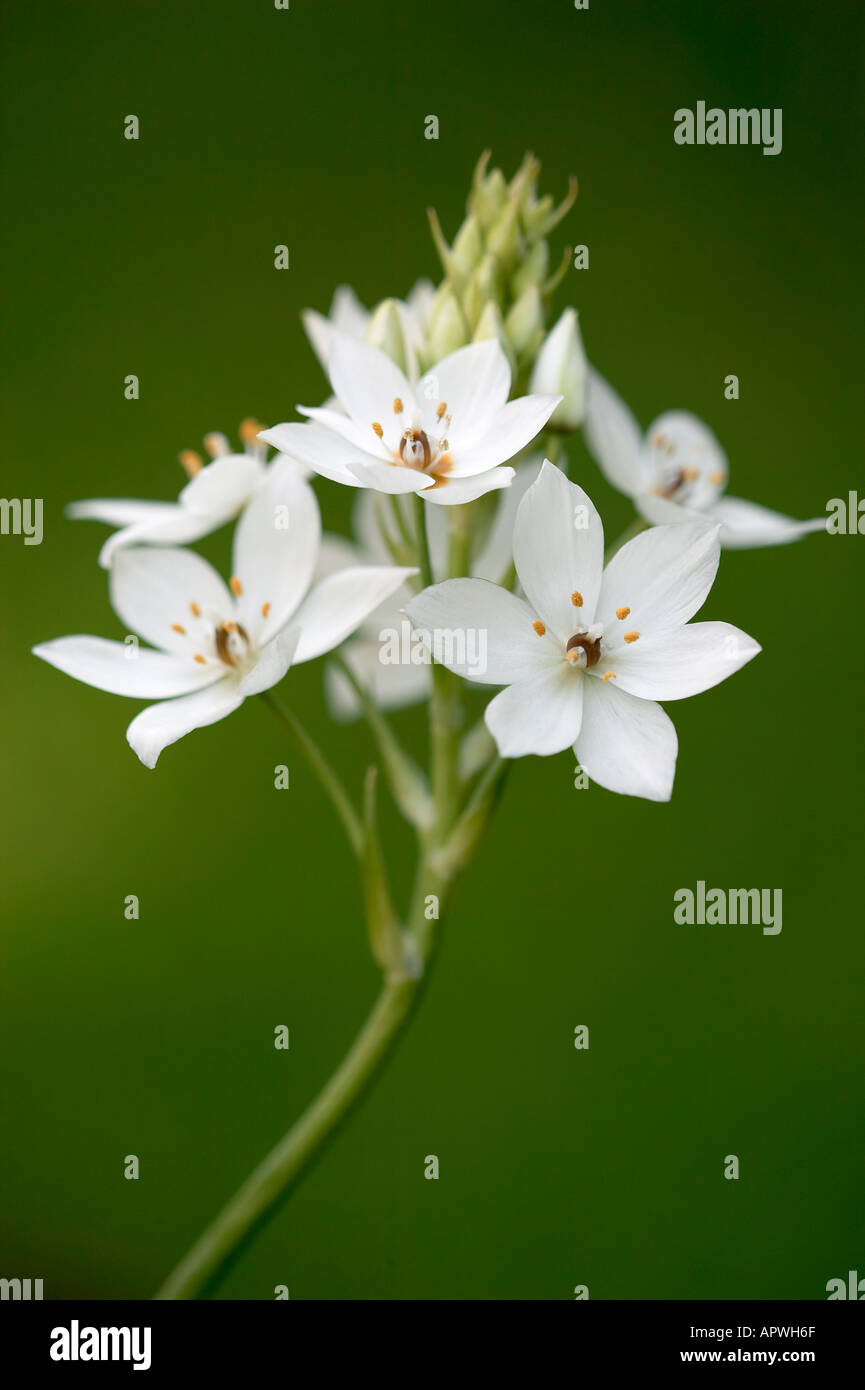 Ornithogalum thyrsoides White Chincherinchee flowers Stock Photo - Alamy