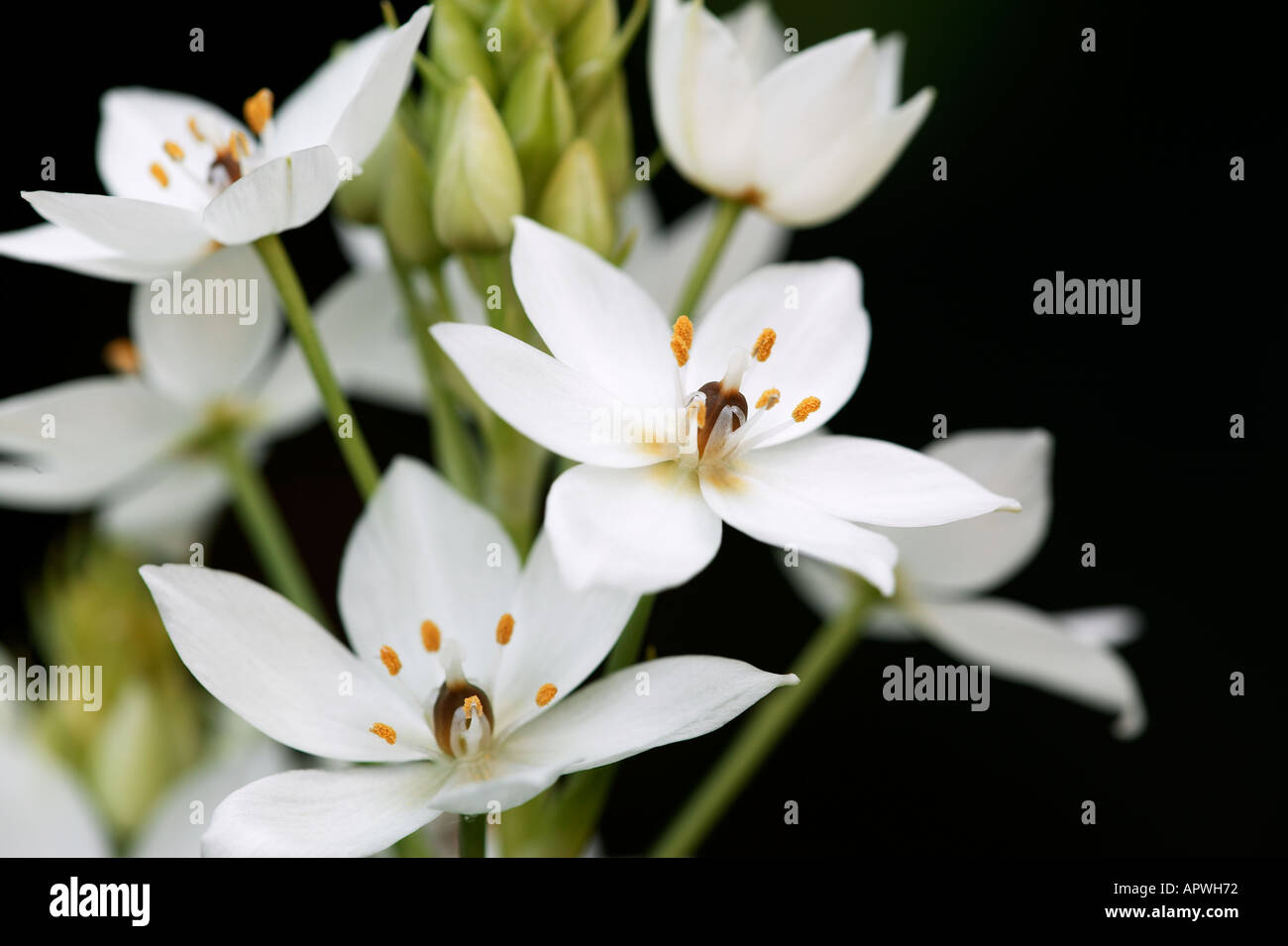 White Ornithogalum thyrsoides Chincherinchee flowers with black ...