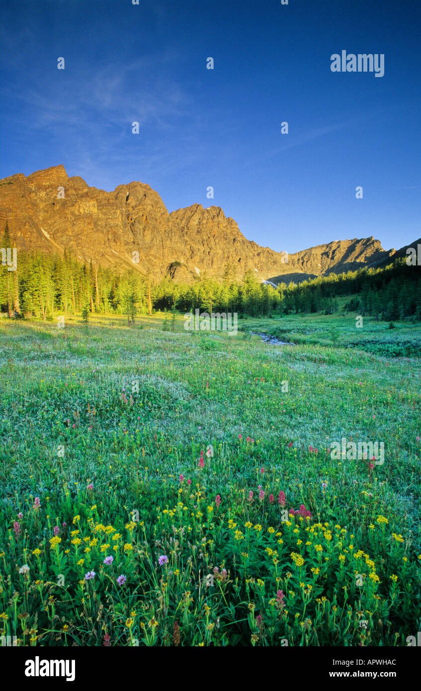 Spectacular wildflower meadows below Panorama Ridge Banff National Park ...